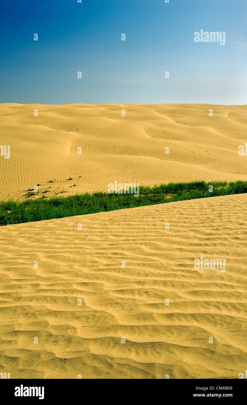 The Great Sandhills, near Sceptre, Saskatchewan Stock Photo - Alamy