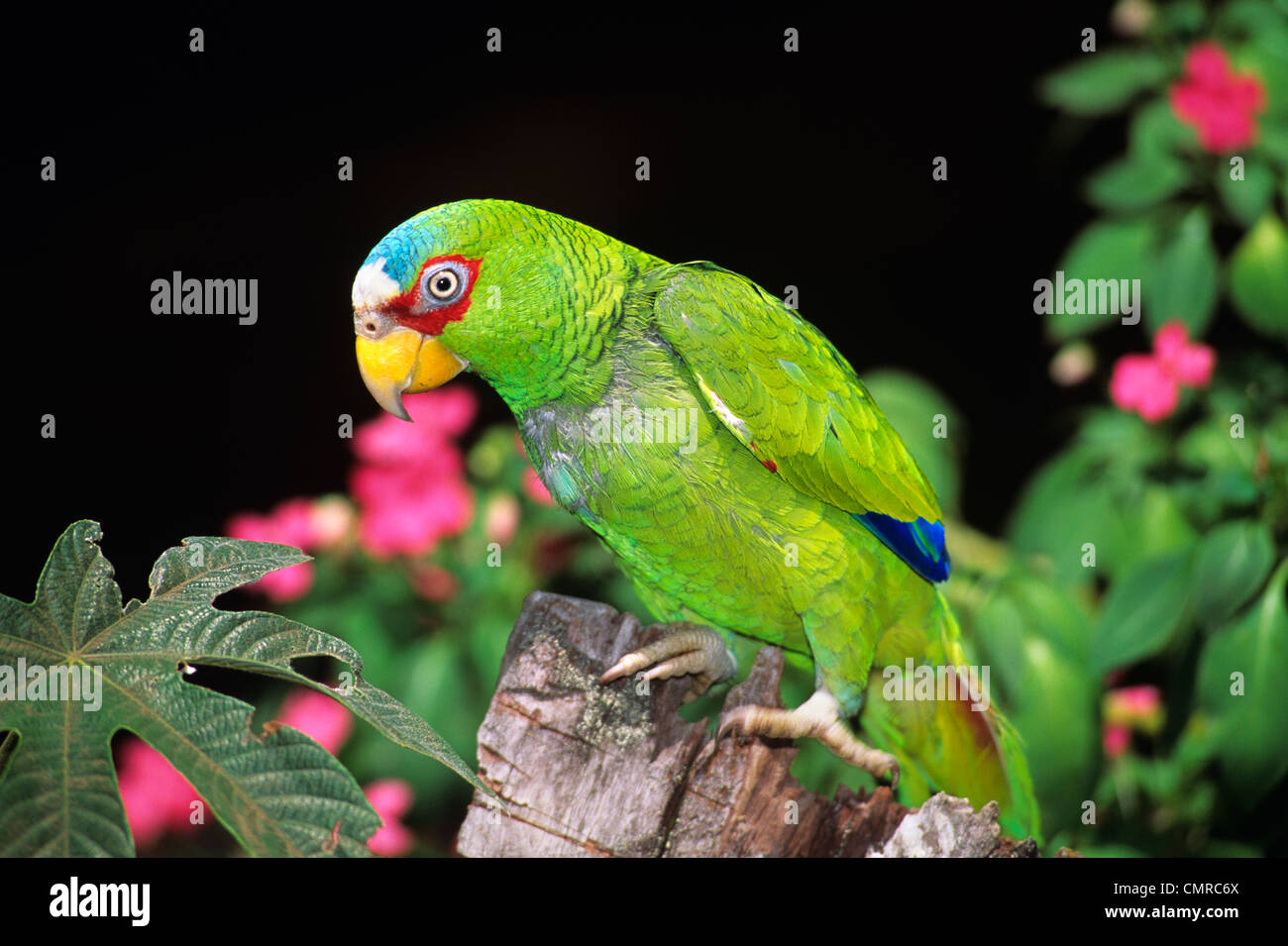 1990s WHITE-FRONTED AMAZON PARROT Amazona albifrons MONTEVERDE CLOUD ...