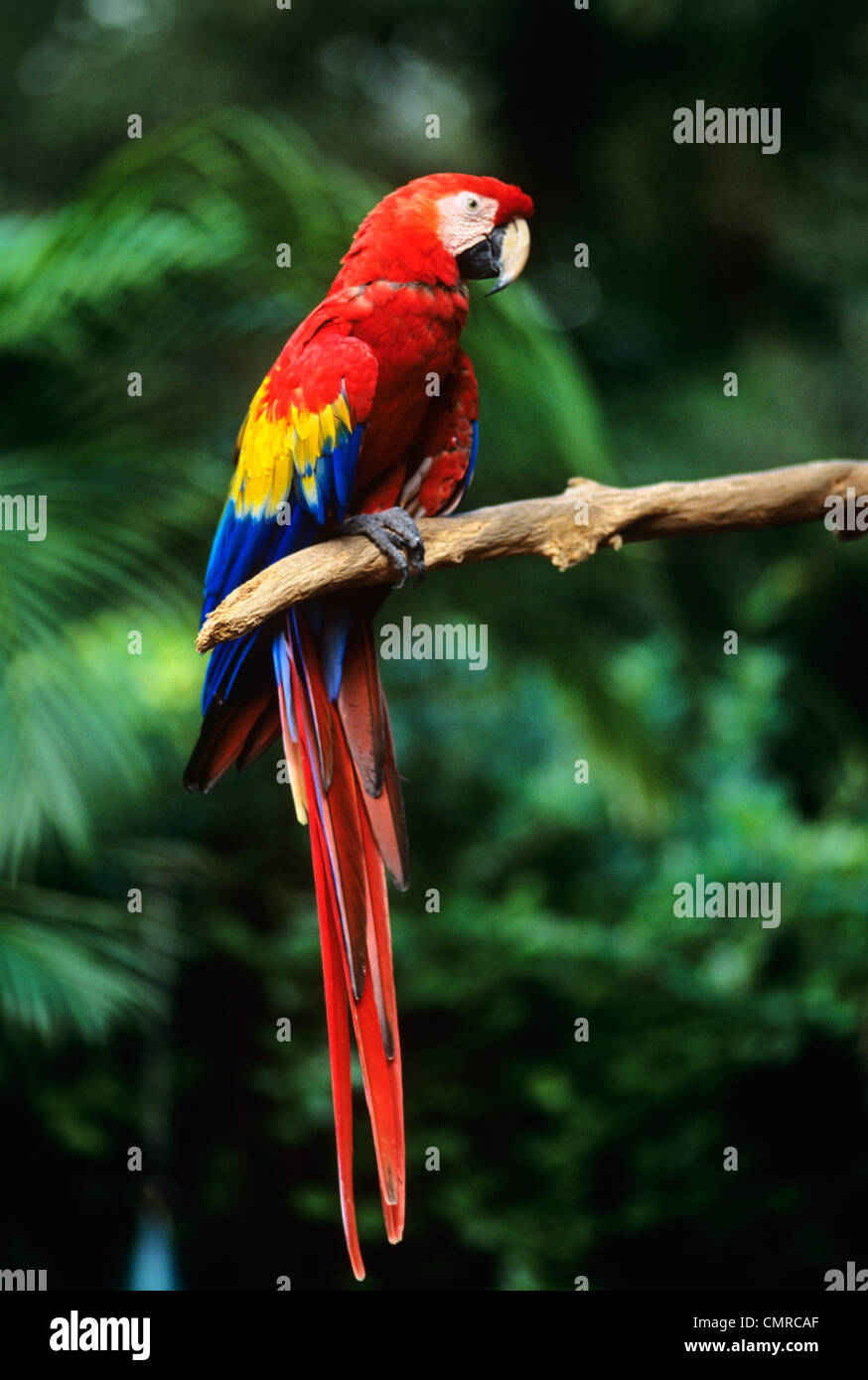 1990s MACAW PARROT JUNGLE MIAMI, FLORIDA Stock Photo - Alamy