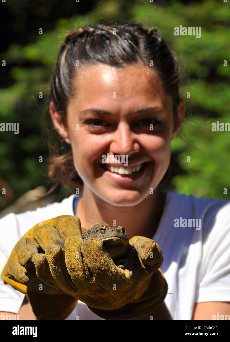 Frog in the mountains hi-res stock photography and images - Alamy