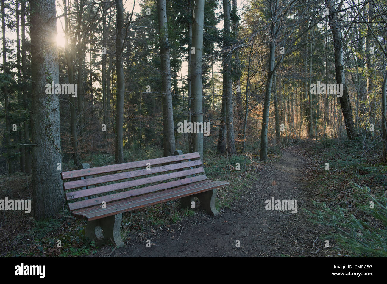 Bench along a path in the shade of the forest in the morning Stock ...