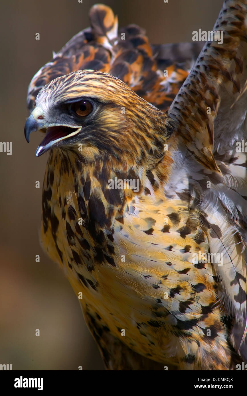 Red tail eagle hi-res stock photography and images - Alamy