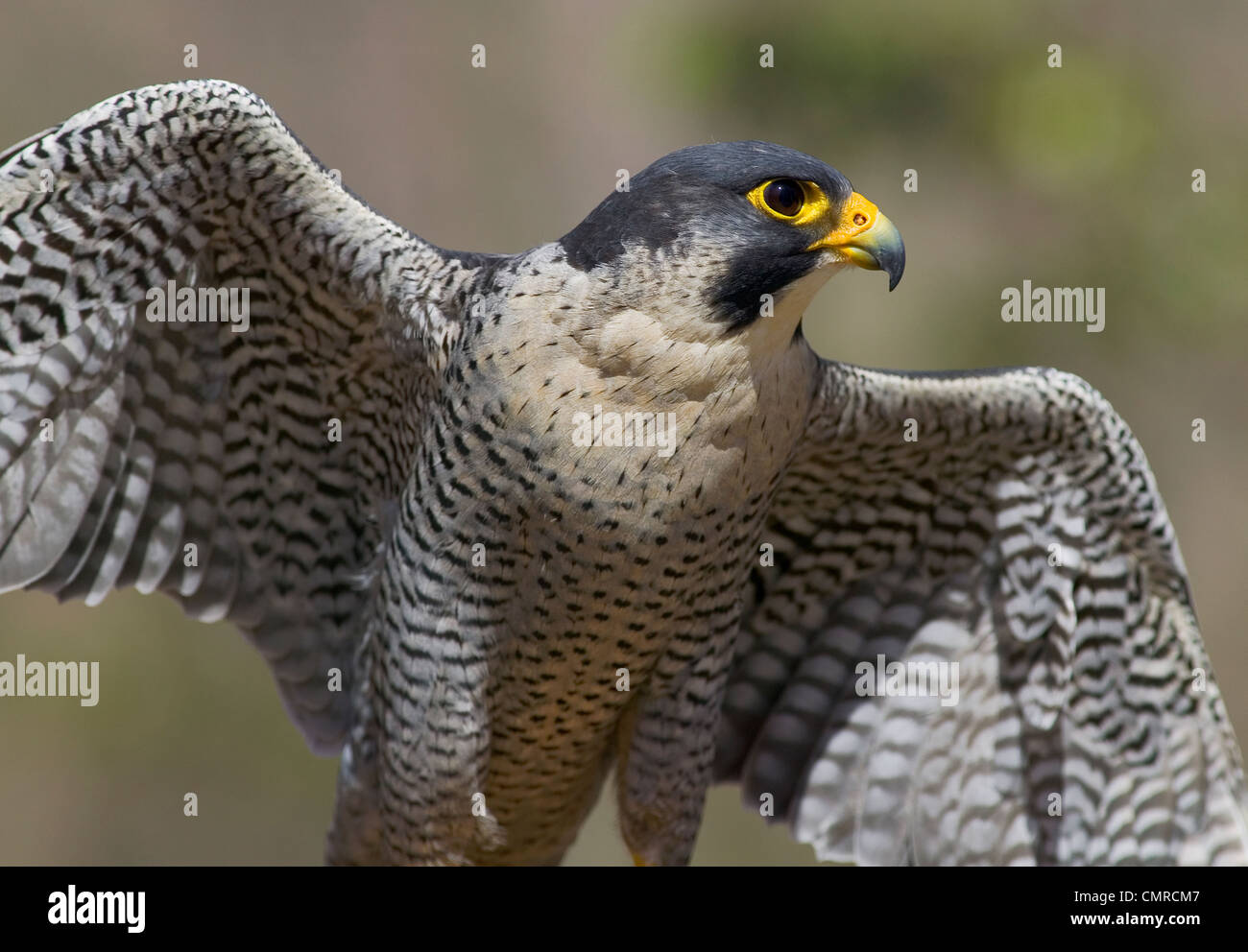 Beak peregrine falcon open wings hi-res stock photography and images ...