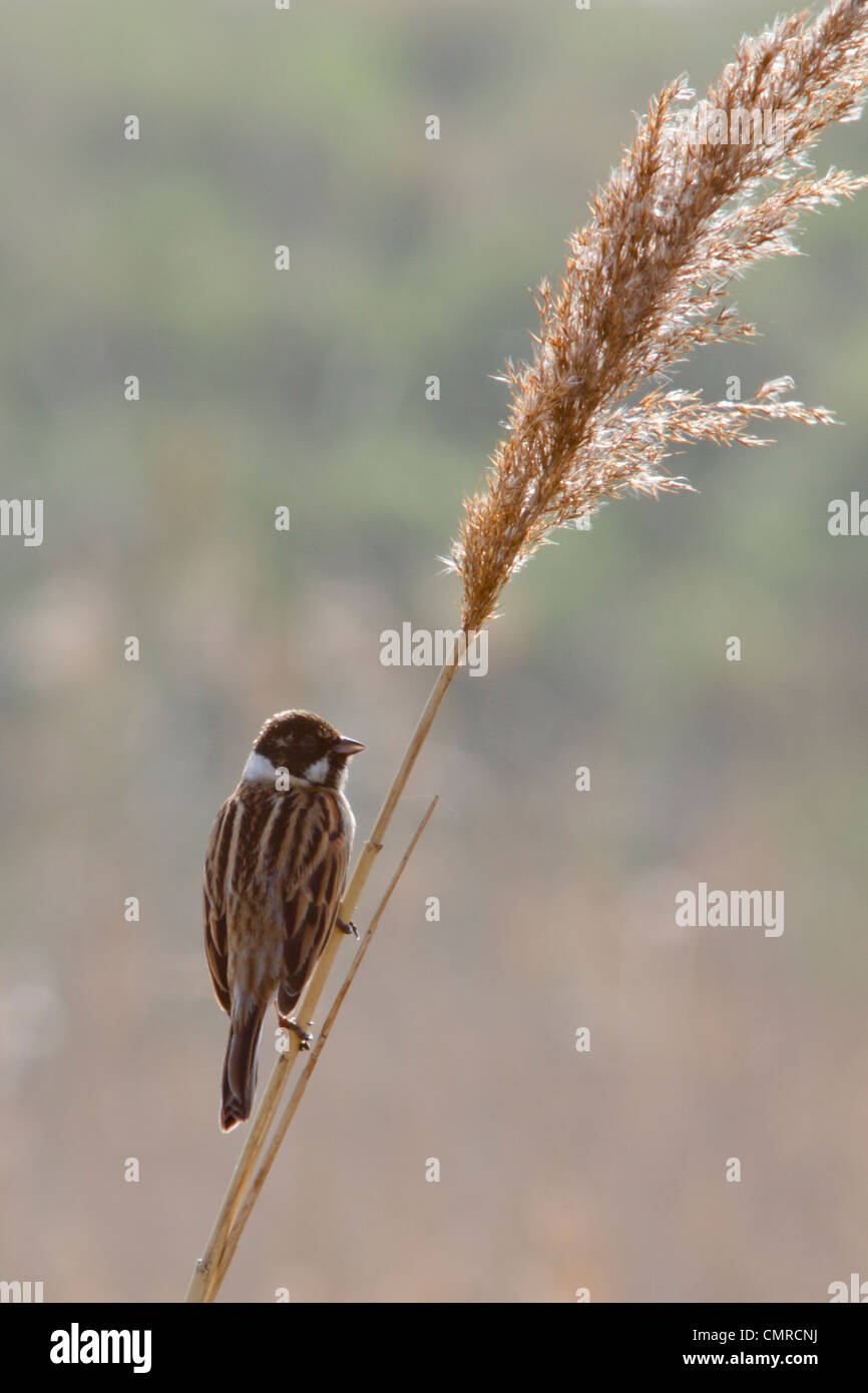 Reed Bunting (Emberiza schoeniclus) on reed stem Stock Photo - Alamy