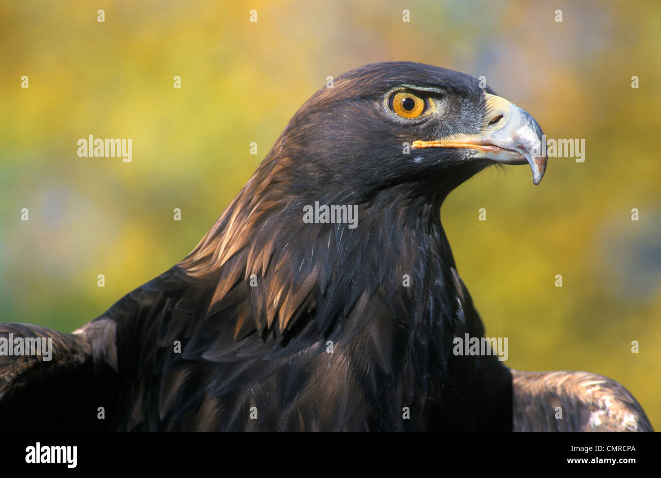 2000s GOLDEN EAGLE Aquila chrysaetos CSU RAPTOR CENTER COLORADO USA ...