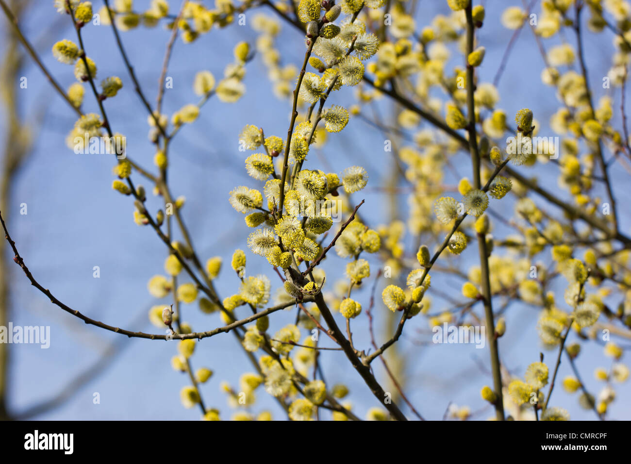 Willow stick hi-res stock photography and images - Alamy