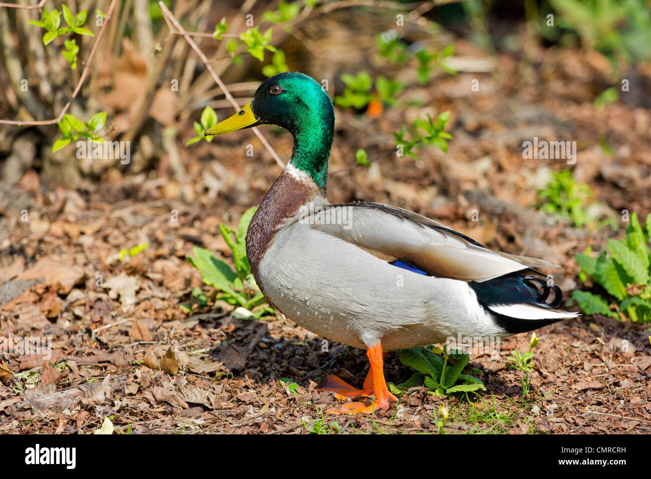A male duck in a park Stock Photo - Alamy