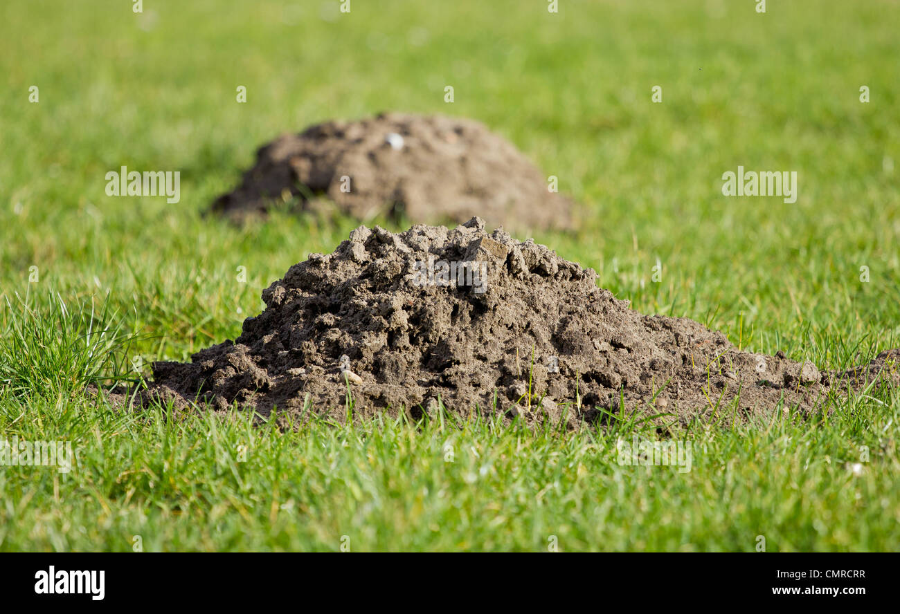 Molehill green hi-res stock photography and images - Alamy