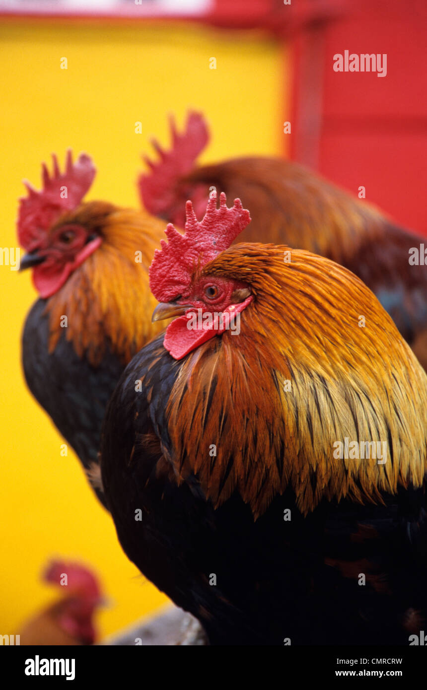 RHODE ISLAND RED ROOSTERS ARAN ISLANDS IRELAND Stock Photo - Alamy