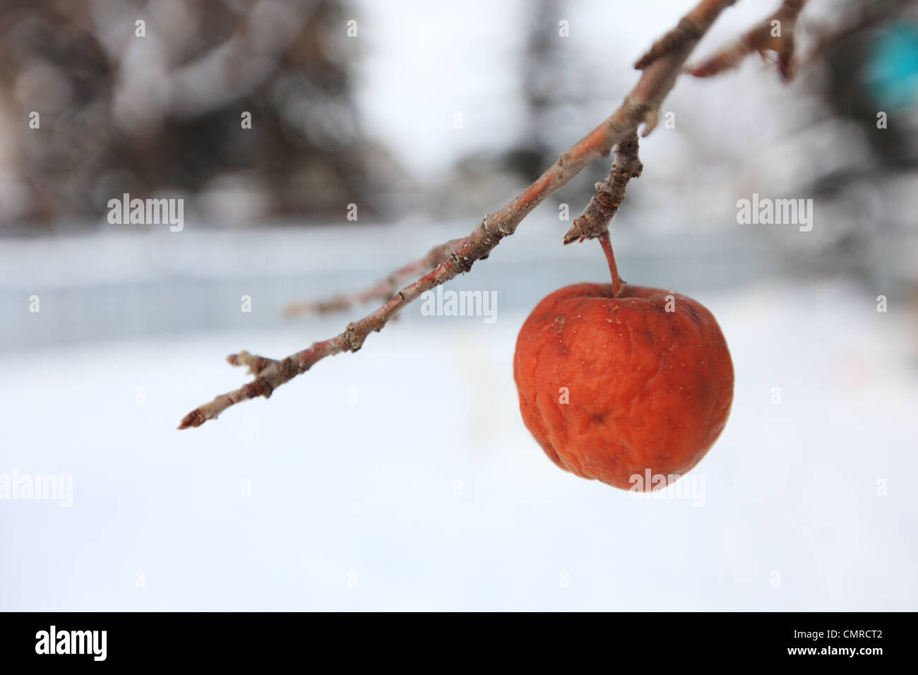 Frozen apple on a tree, Edmonton, Alberta Stock Photo - Alamy
