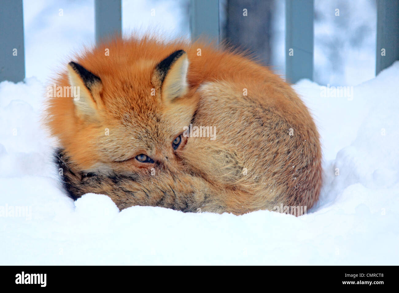 Red fox laying in snow on a porch, Teslin, Yukon Stock Photo - Alamy