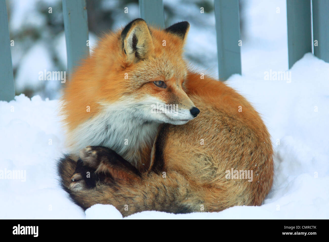 Red fox laying in snow on a porch, Teslin, Yukon Stock Photo - Alamy