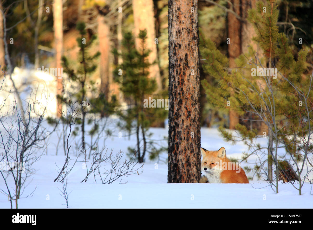 Red fox in the snow, Yukon Stock Photo - Alamy