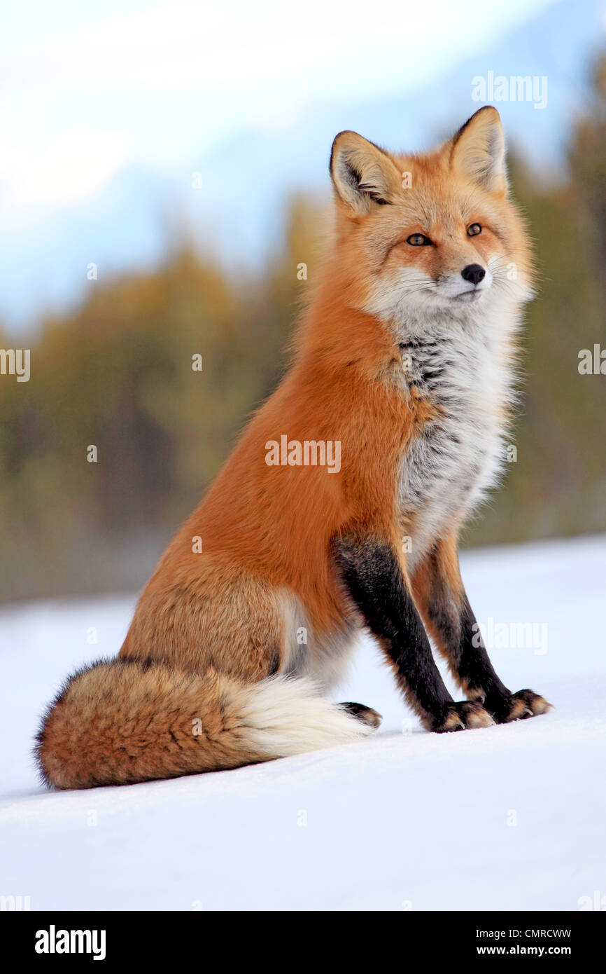 Red fox in snow, Yukon Stock Photo - Alamy