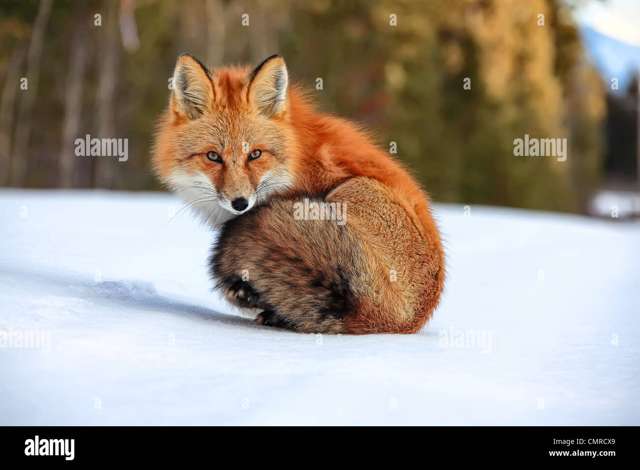 Red fox sitting on snow hi-res stock photography and images - Alamy