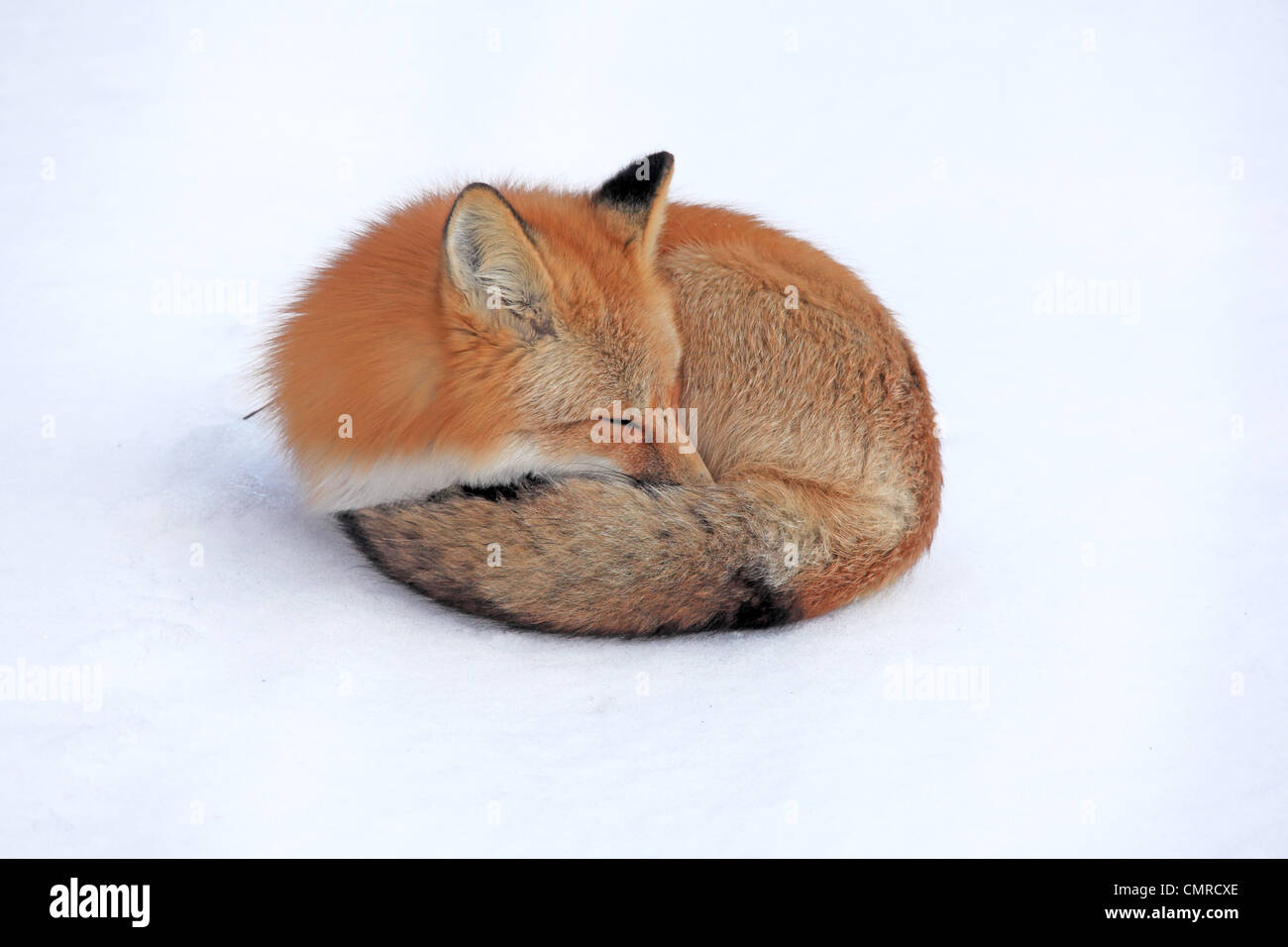 Red fox sleeping in snow hi-res stock photography and images - Alamy