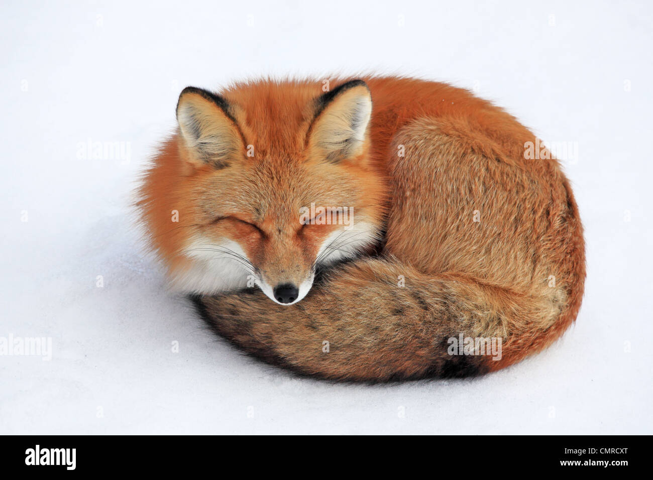 Red fox sleeping in snow hi-res stock photography and images - Alamy