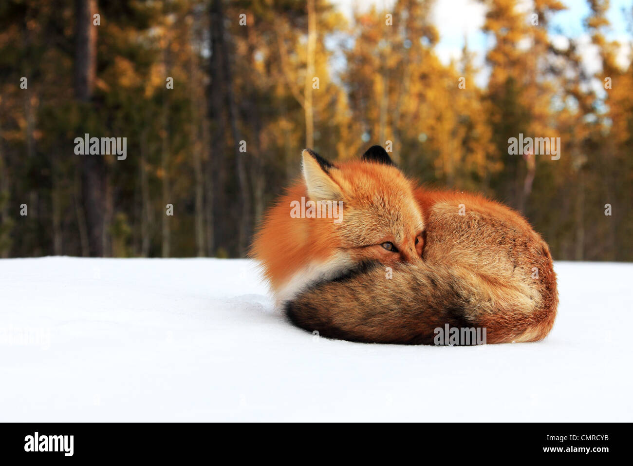 Red fox in snow, Yukon Stock Photo - Alamy