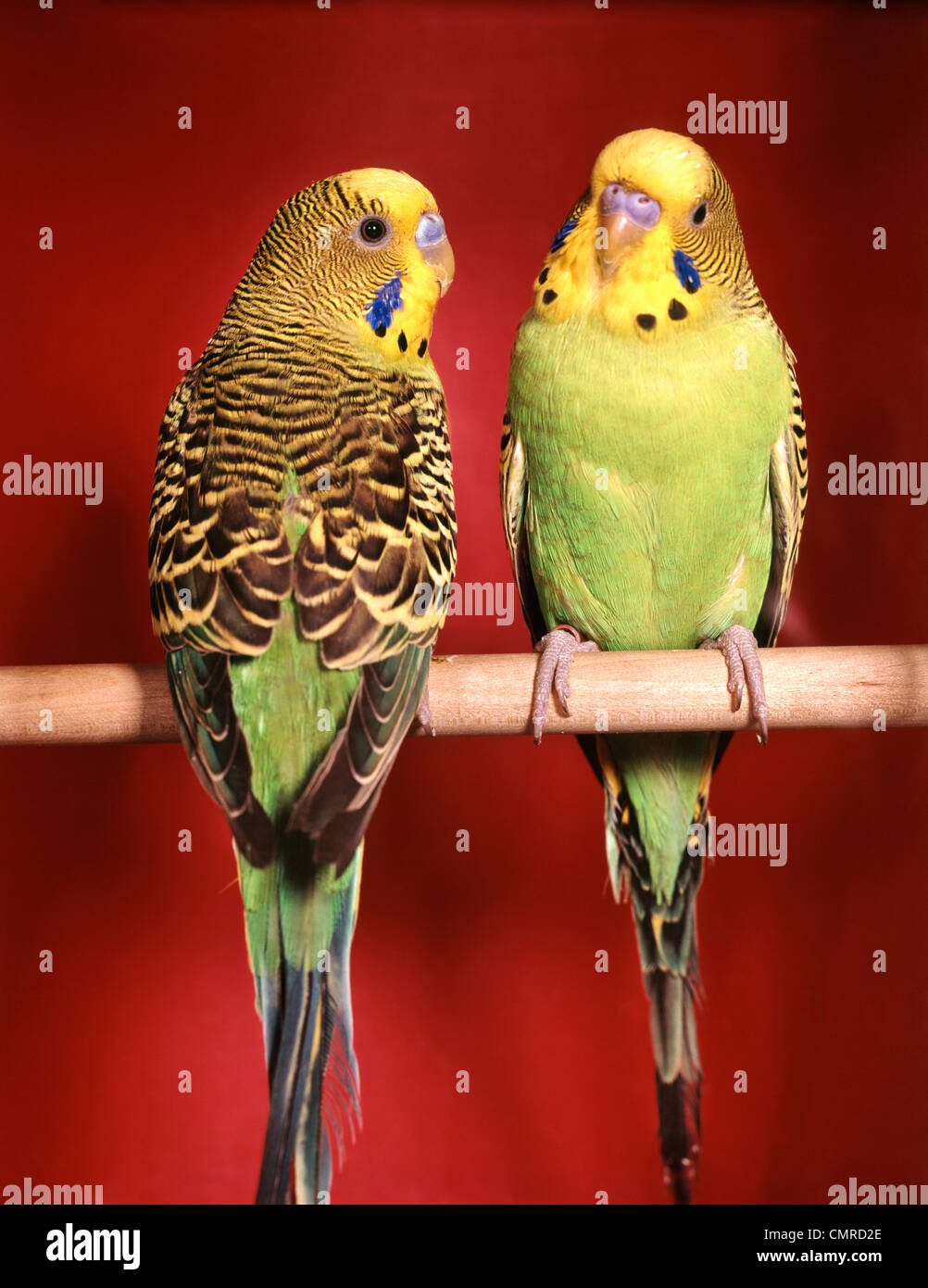 1960s PAIR OF TWO YELLOW GREEN PARAKEETS PERCHED TOGETHER Stock Photo ...