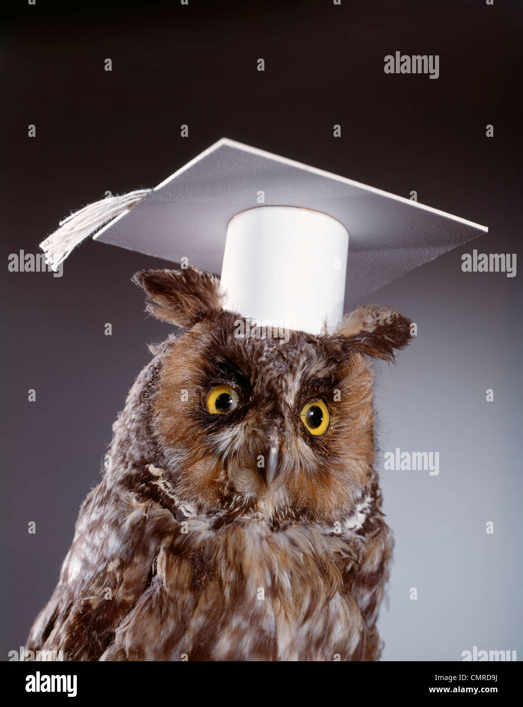 1990s WISE OLD OWL WEARING WHITE MORTARBOARD GRADUATION CAP Stock Photo ...