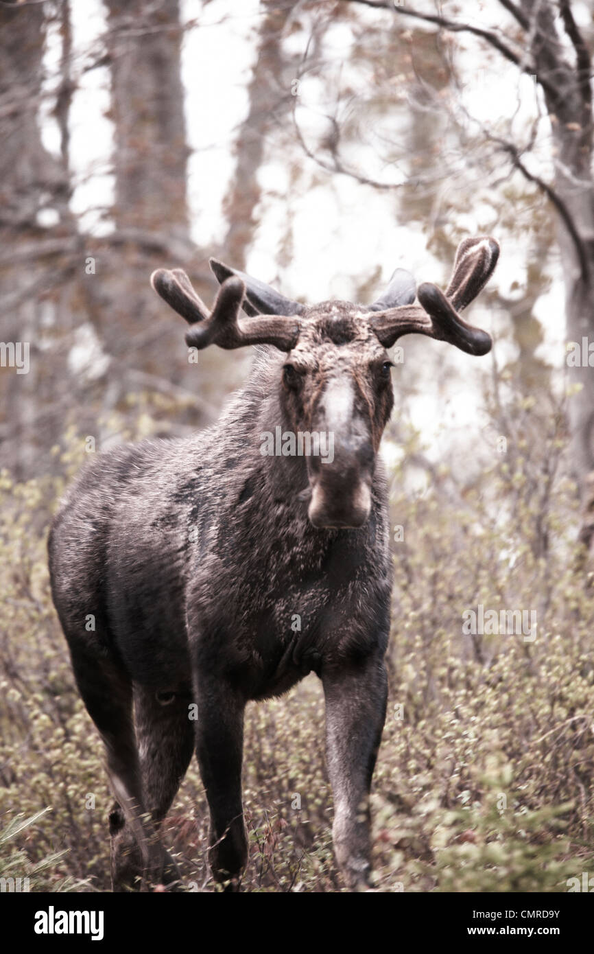 Algonquin provincial park moose hi-res stock photography and images - Alamy