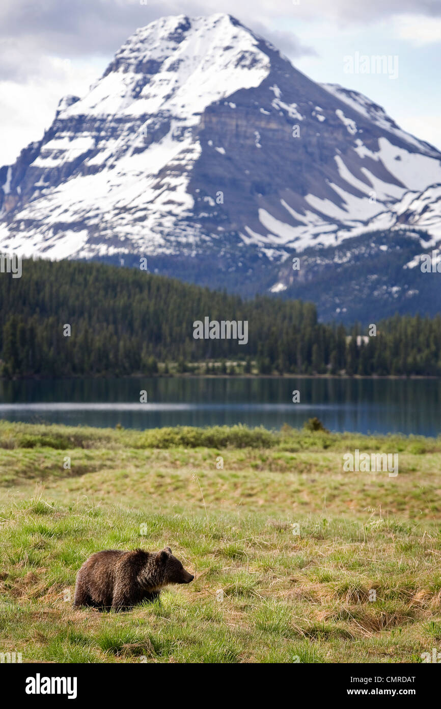 Grizzly bear near Bow Lake, Banff National Park, Alberta, Canada Stock ...