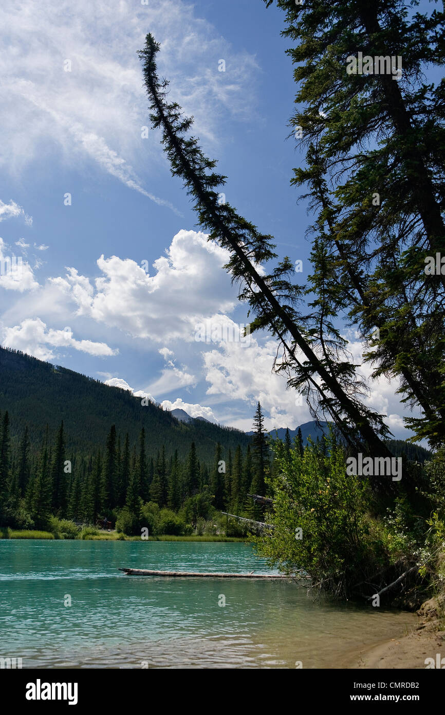 Tree overhanging Bow River, Banff National Park, Alberta, Canada Stock ...