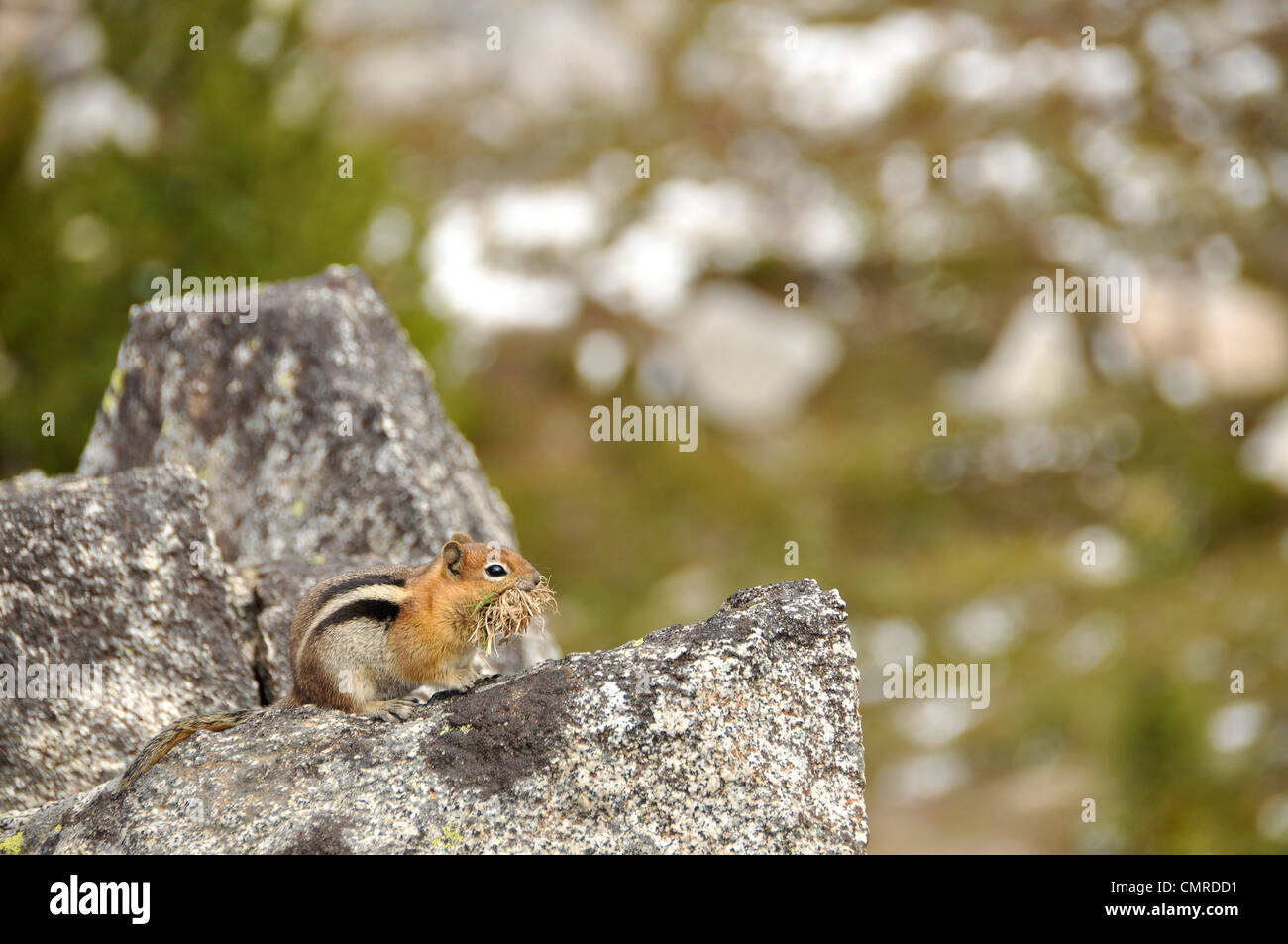 Chipmunk with mouthful of vegetation, Wallowa Mountains, Oregon Stock ...