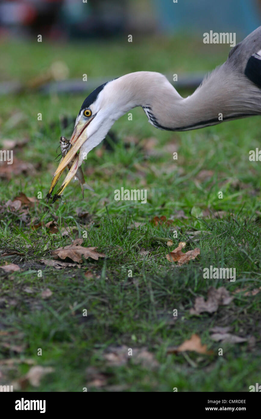 Damaged beak hi-res stock photography and images - Alamy