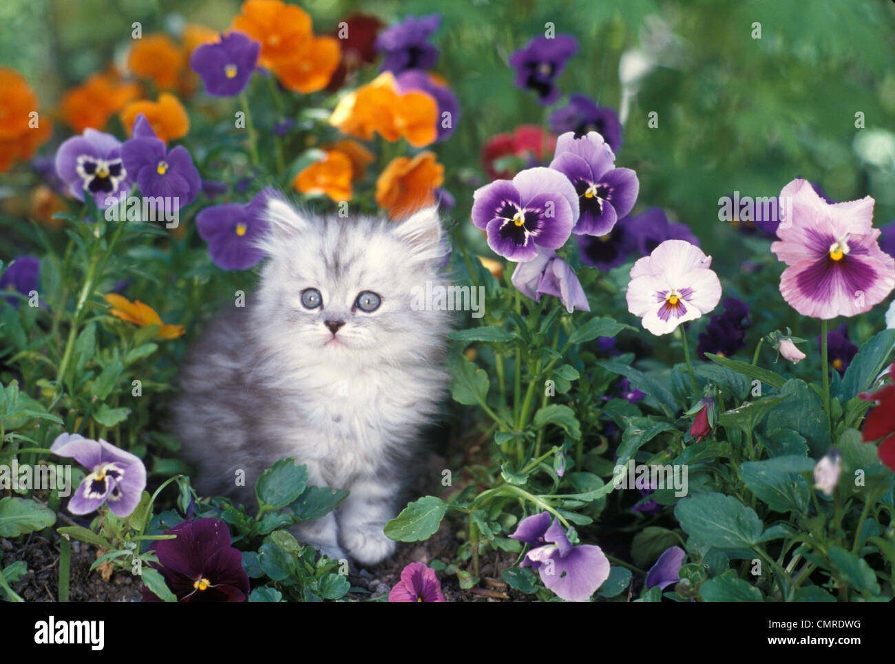 1990s SHADED SILVER PERSIAN KITTEN IN GARDEN WITH PANSIES Stock Photo ...