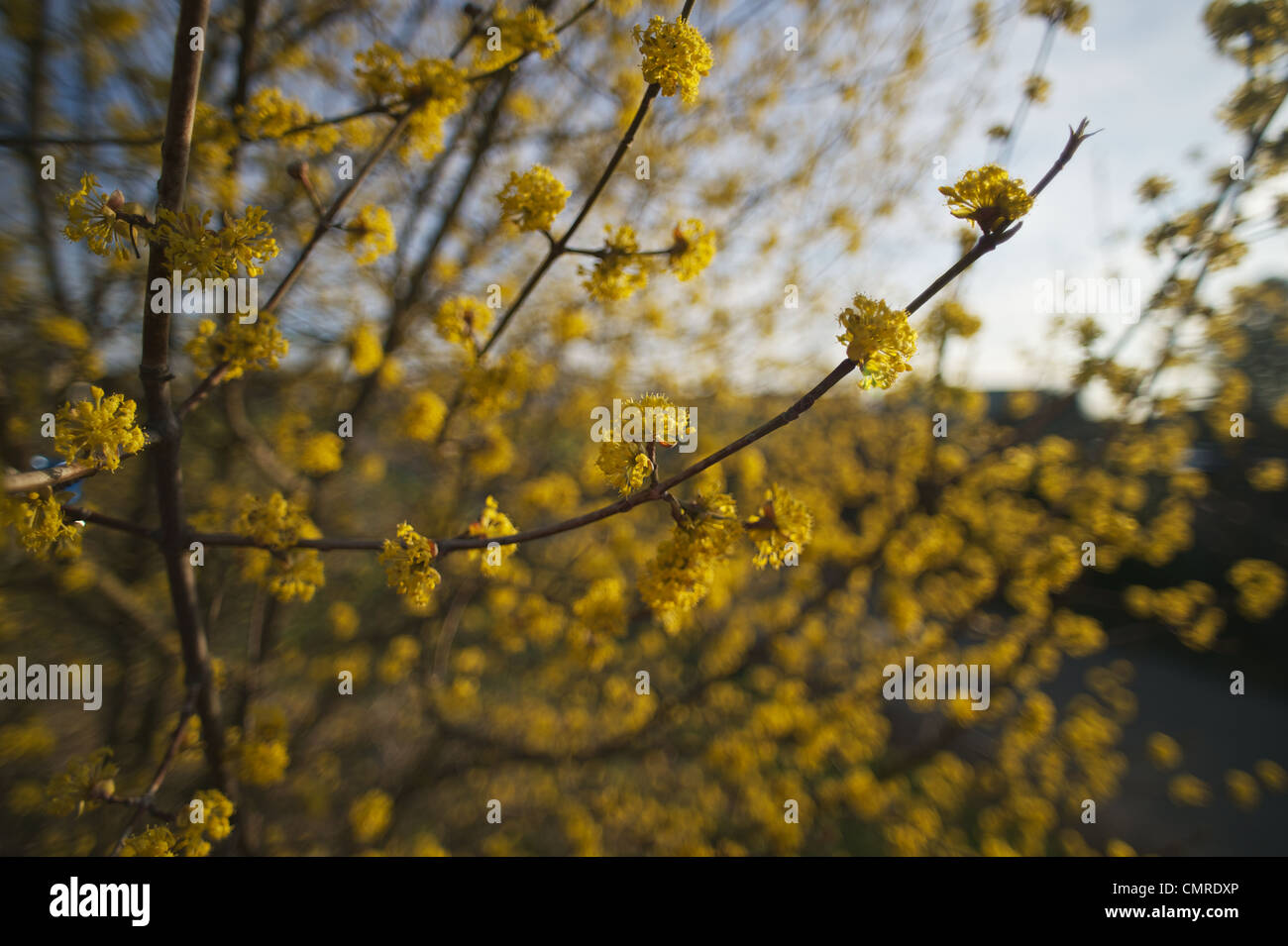 Cornel tree hi-res stock photography and images - Alamy