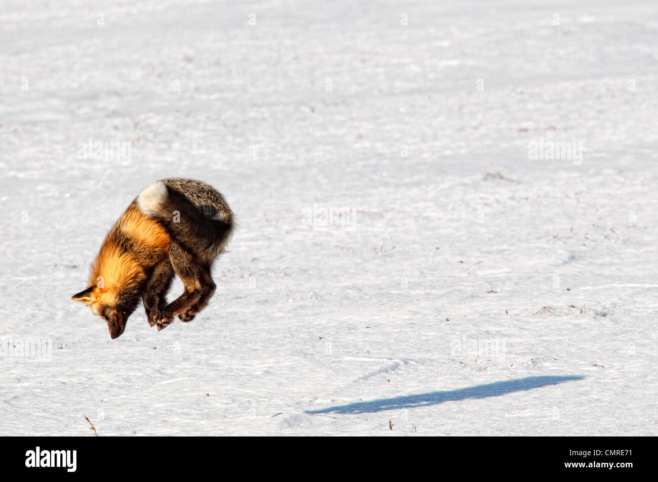 A cross fox leaps into the air while hunting for mice, Dempster Highway ...