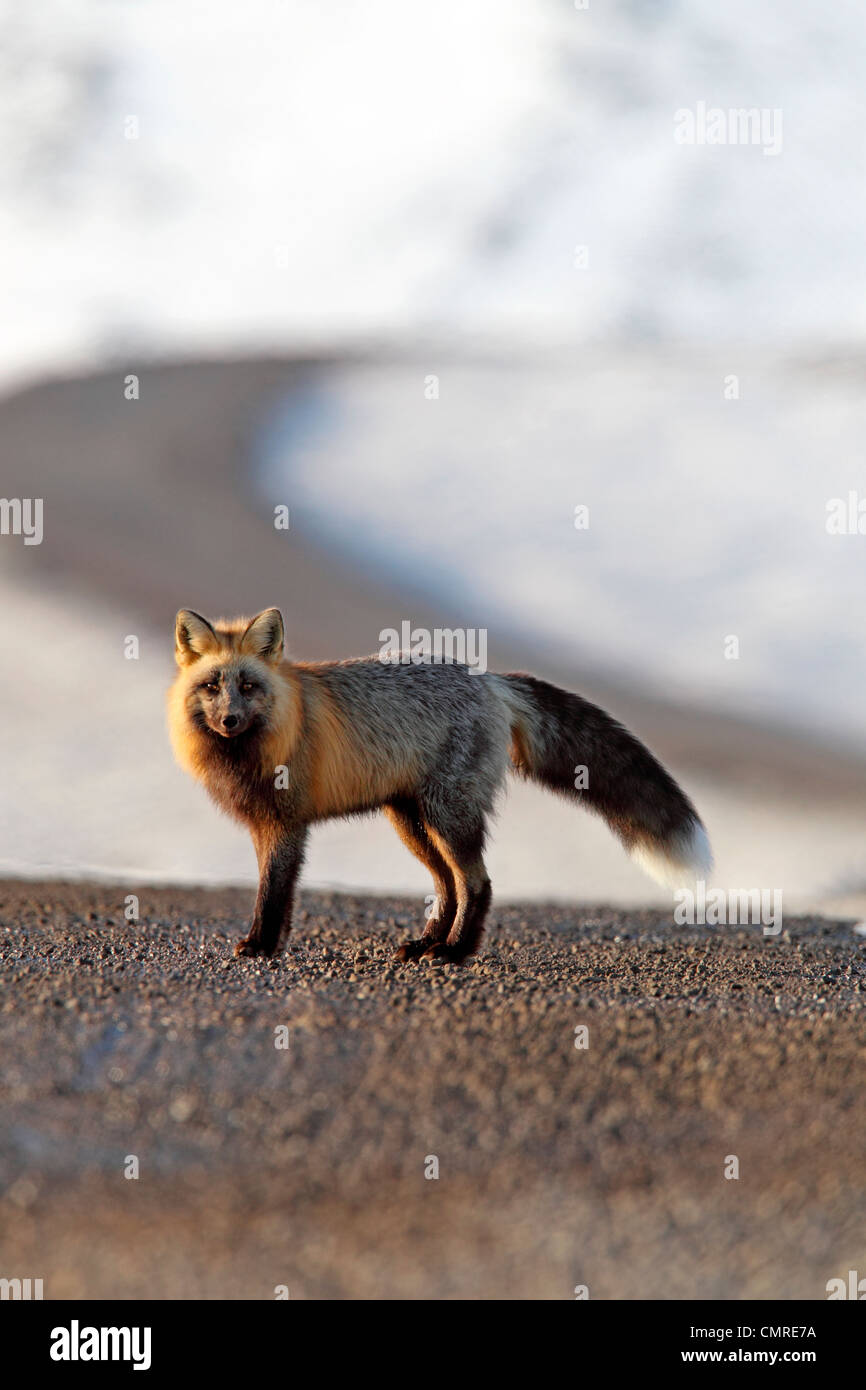 Cross fox hi-res stock photography and images - Alamy