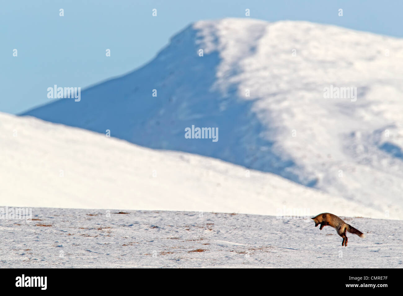A cross fox leaps into the air hunting for mice, Dempster Highway ...