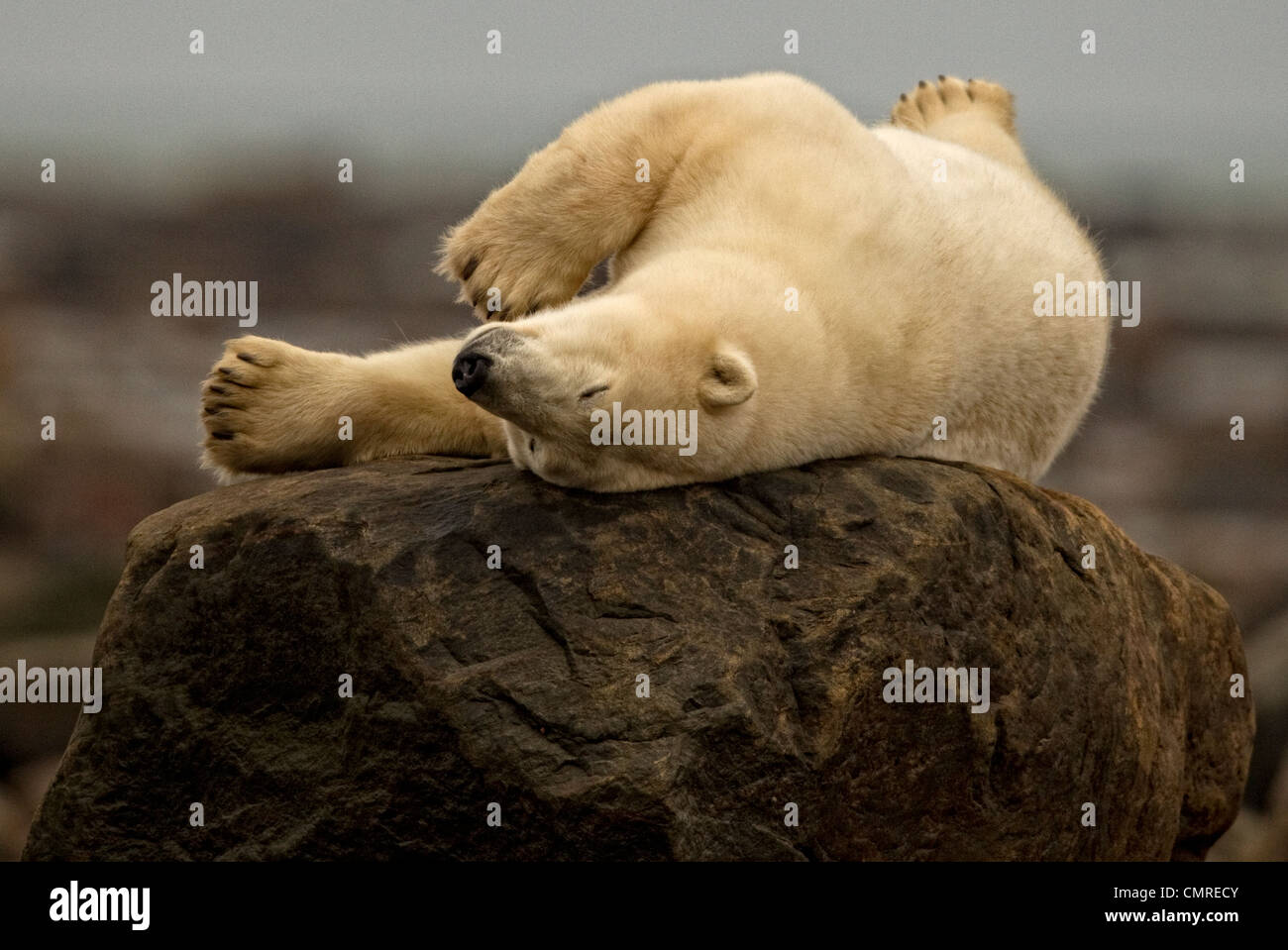 Polar bear laying on rock, Manitoba, Canada Stock Photo - Alamy