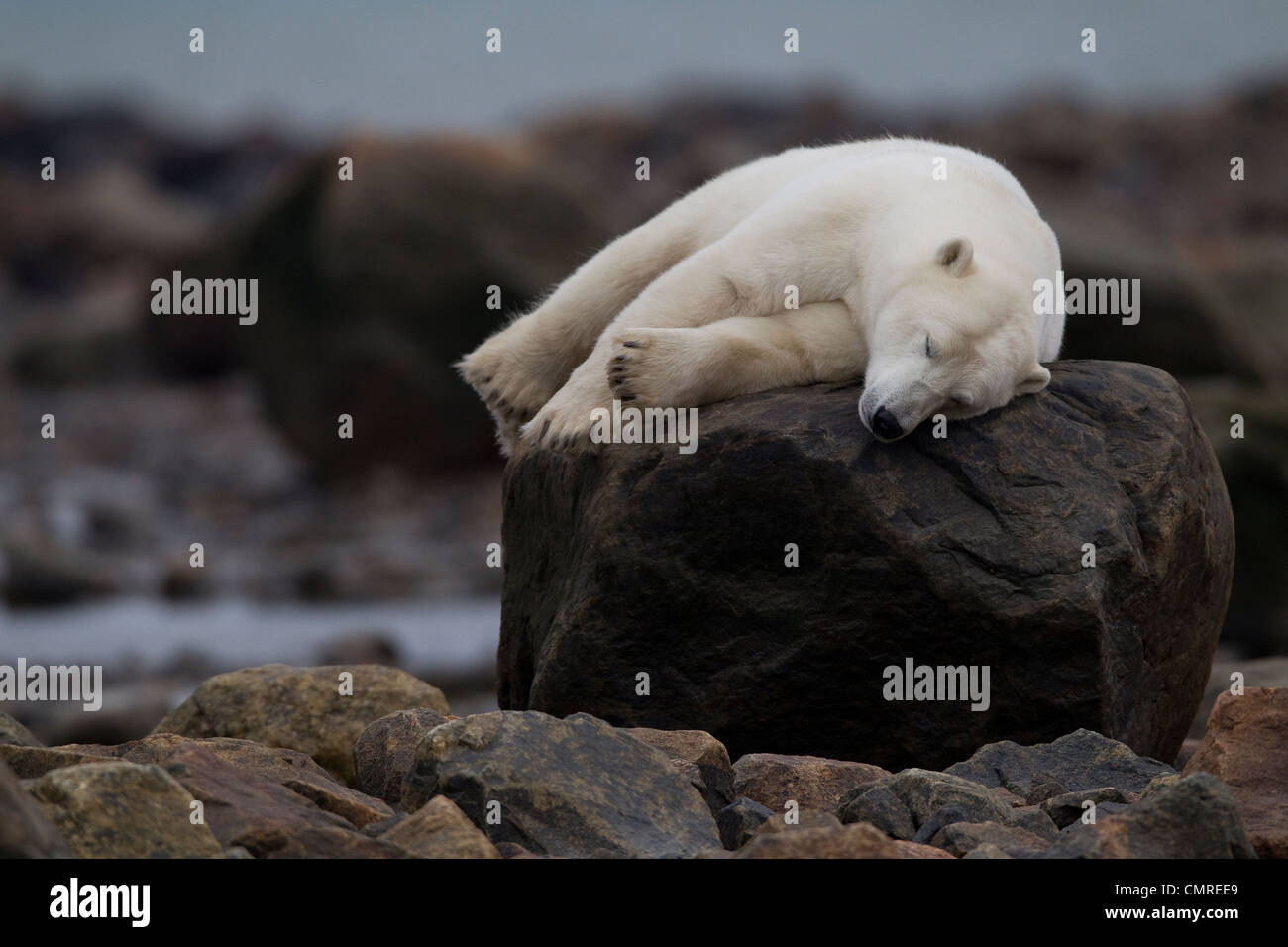 Polar bear sleeping on rock hi-res stock photography and images - Alamy
