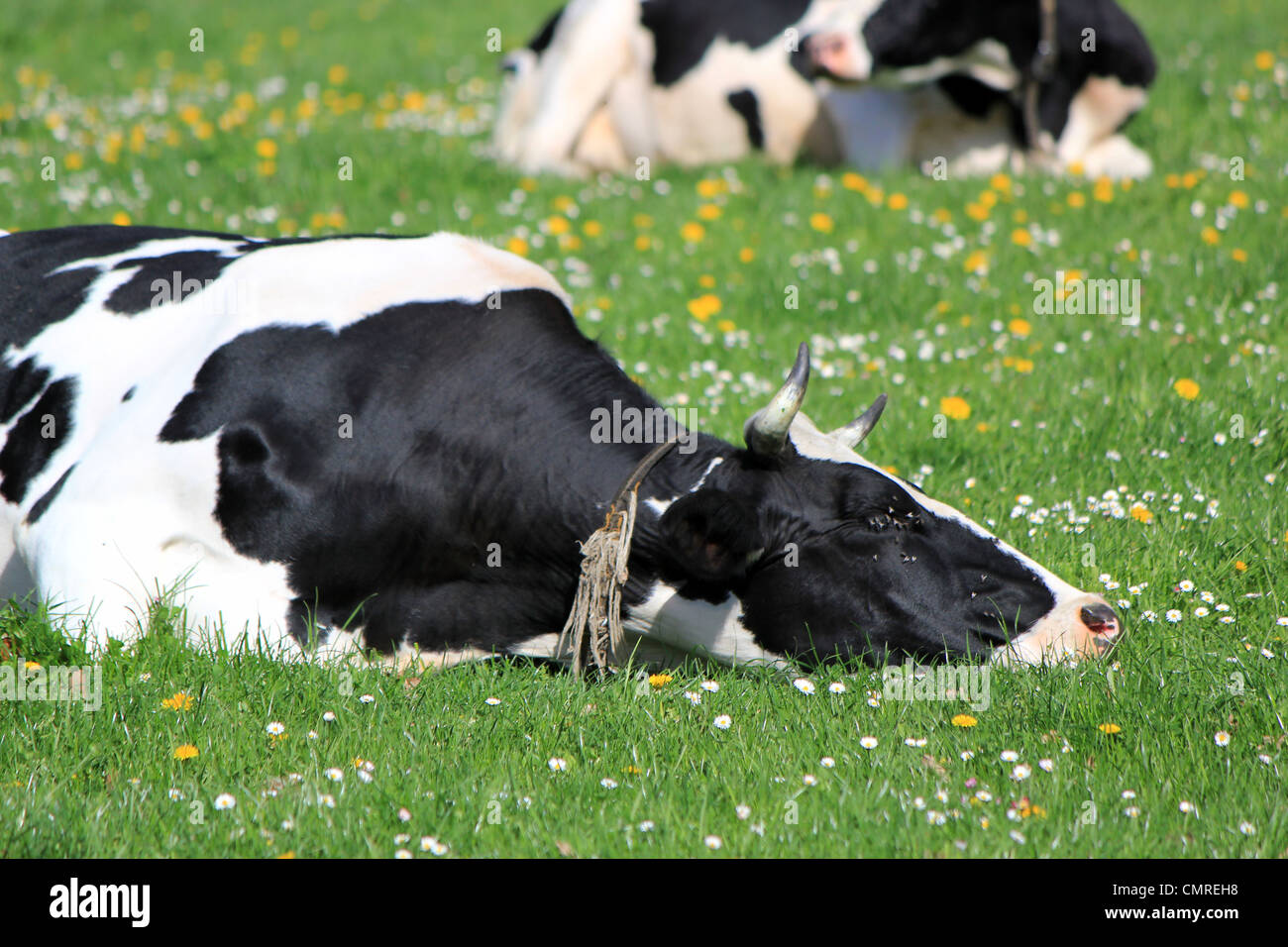 Black and white famous cow of Fribourg canton, Switzerland, resting ...