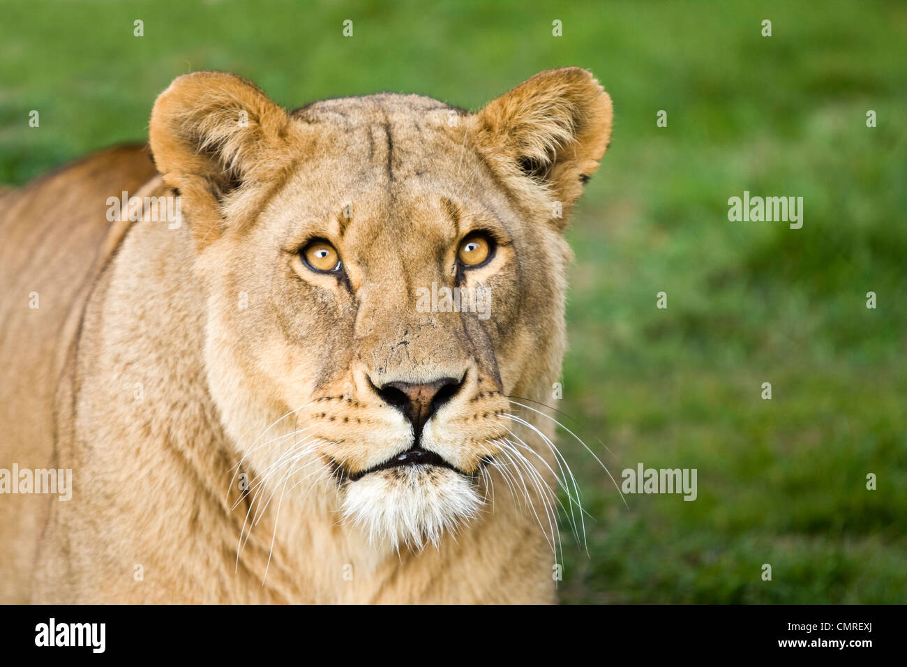 Female lion hi-res stock photography and images - Alamy