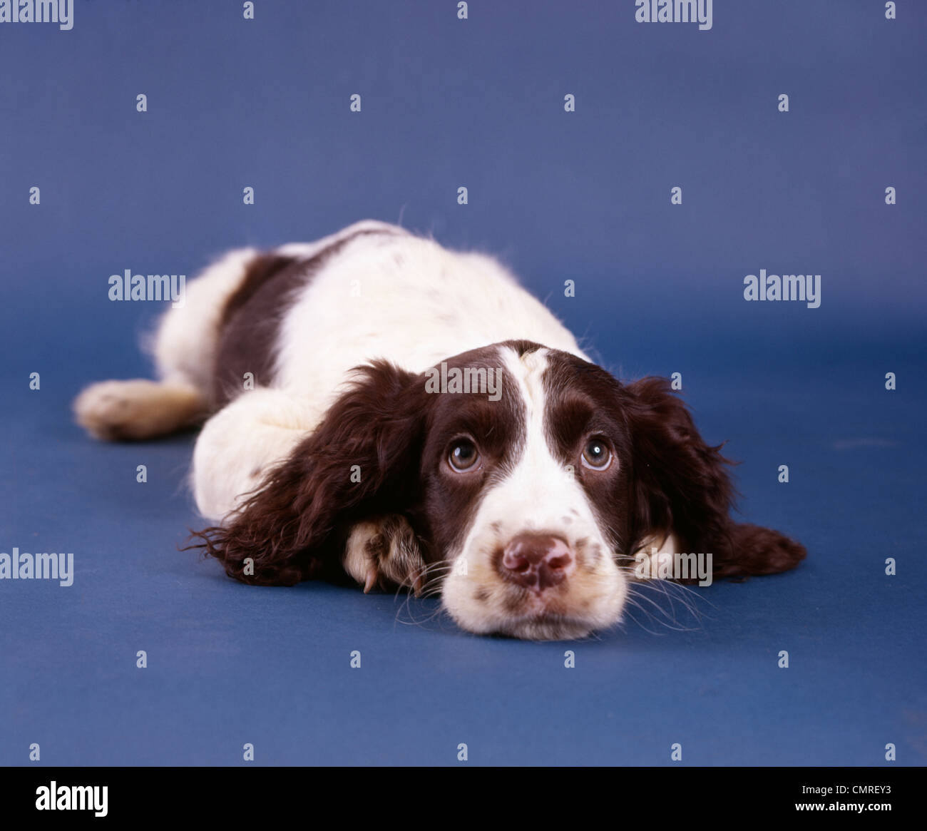 1980s SPRINGER SPANIEL DOG PUPPY LAYING DOWN AND LOOKING AT CAMERA ...