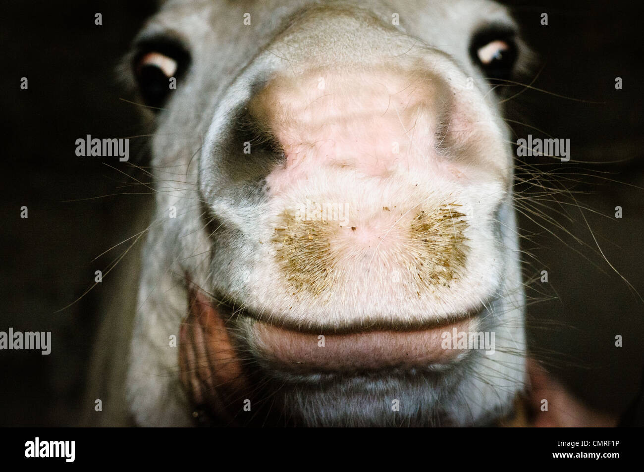 A small white Welsh Mountain pony Stock Photo - Alamy