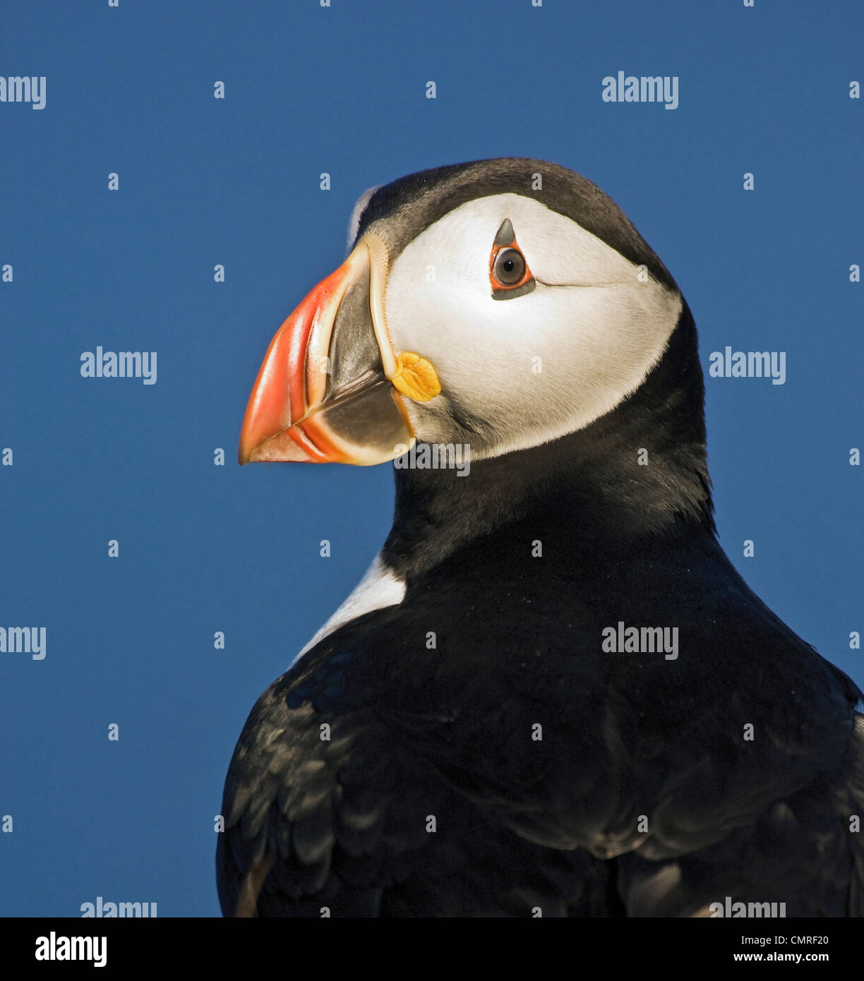 Atlantic Puffin in breeding plumage, July, Newfoundland Stock Photo - Alamy
