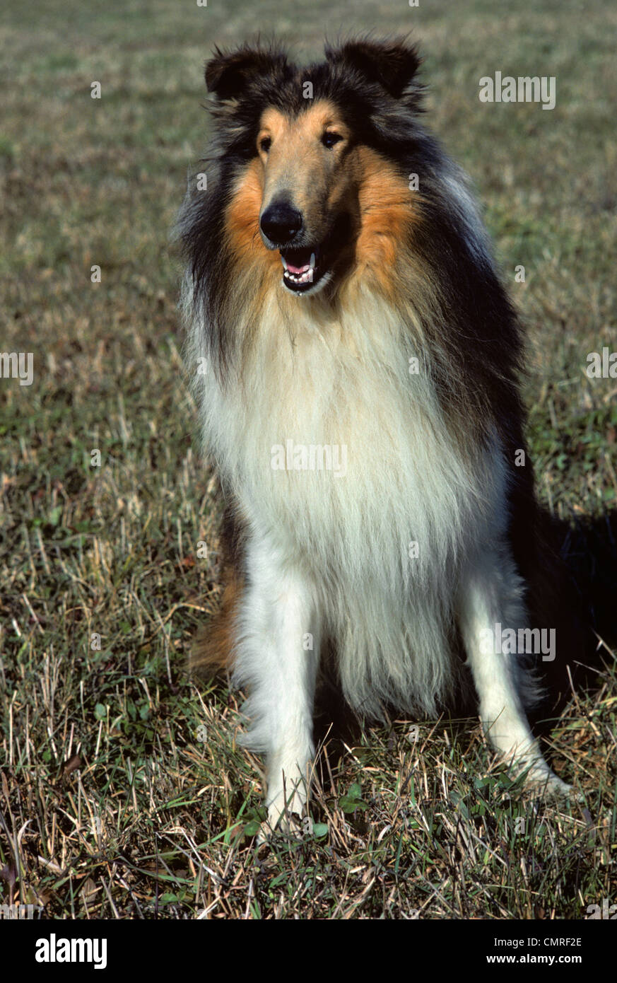 Rough coat collie hi-res stock photography and images - Alamy