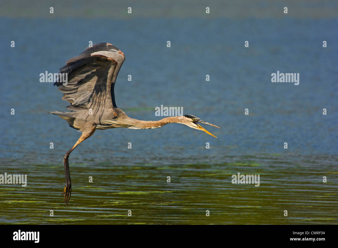Great Blue Heron in flight, mid-September, near Point Pelee National ...