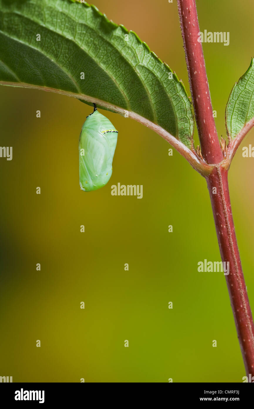 Change of monarch hi-res stock photography and images - Alamy