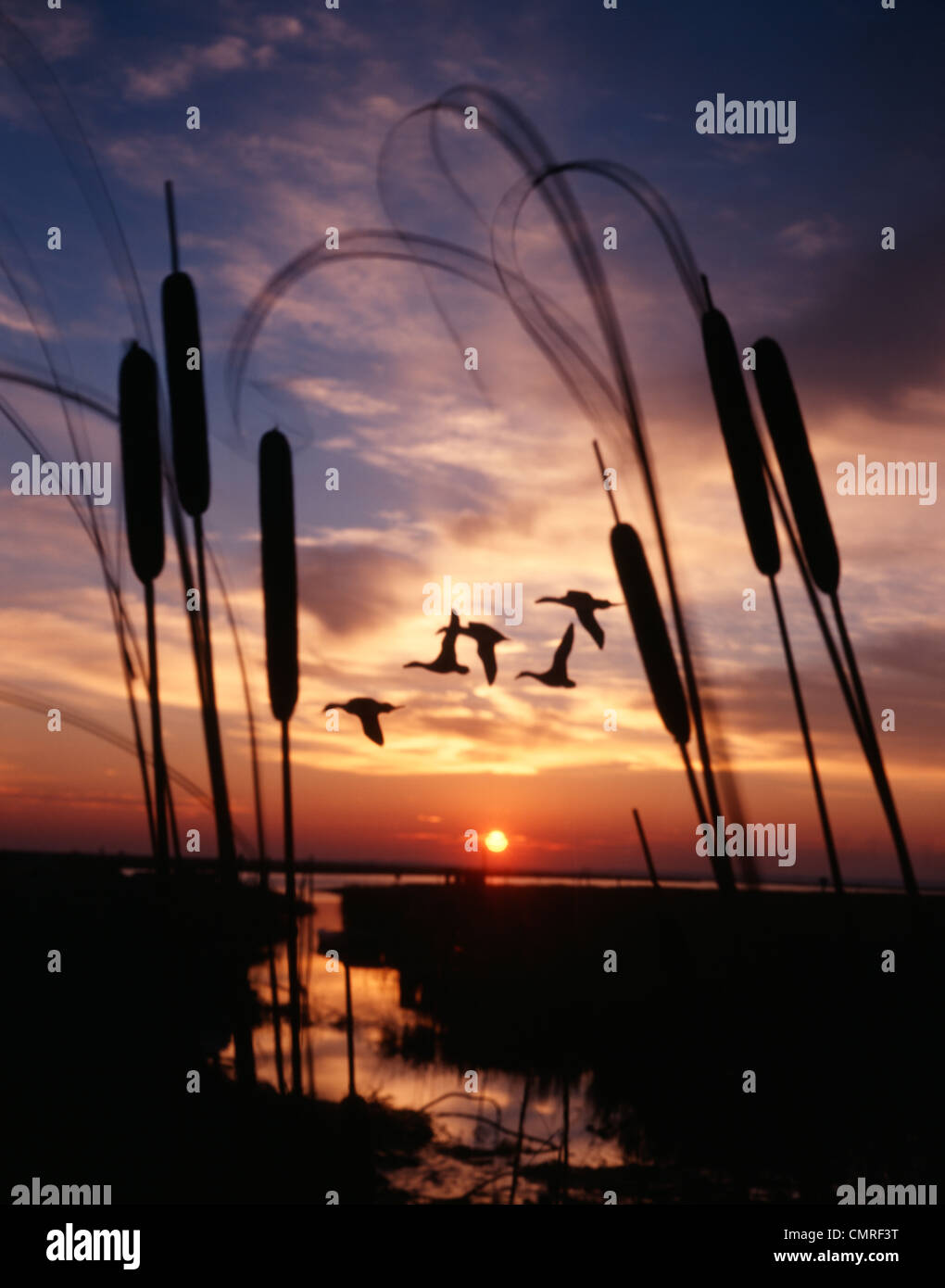 1980s DUCKS FLYING IN SUNSET CATTAILS IN FOREGROUND Stock Photo - Alamy