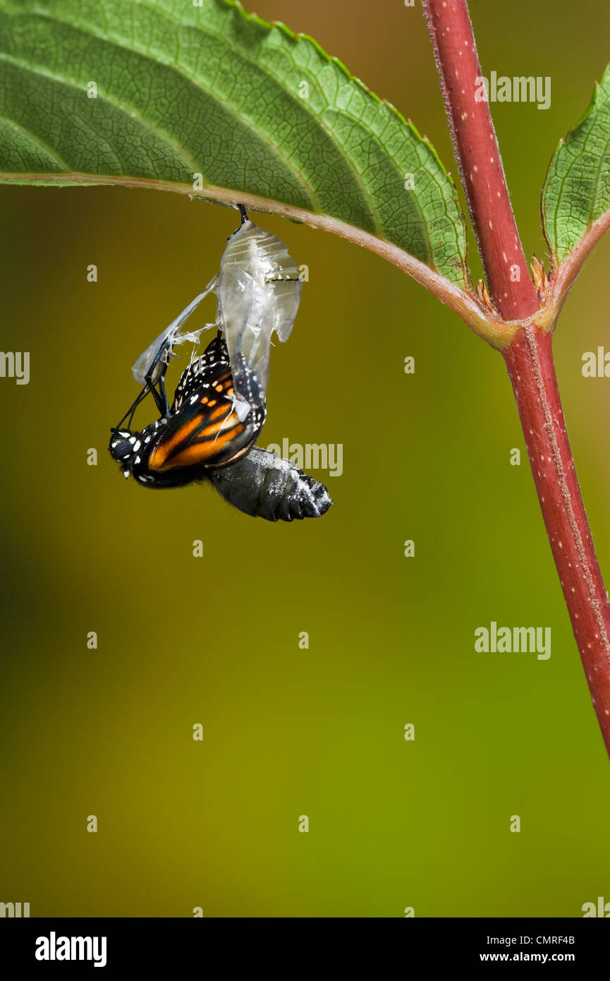 Adult Monarch butterfly hangs onto empty chrysalis to pump meconium ...