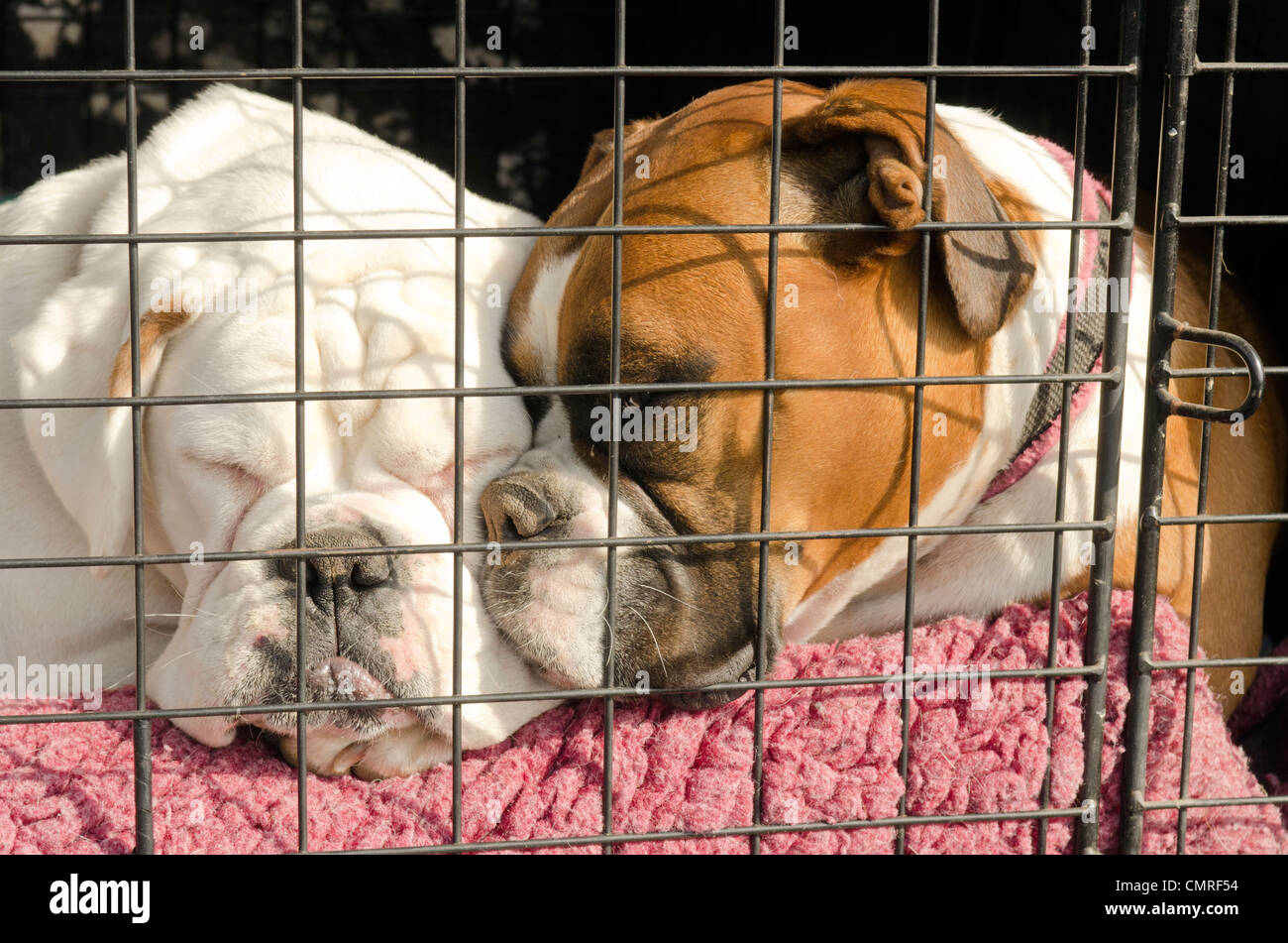 Boxer dog asleep hi-res stock photography and images - Alamy