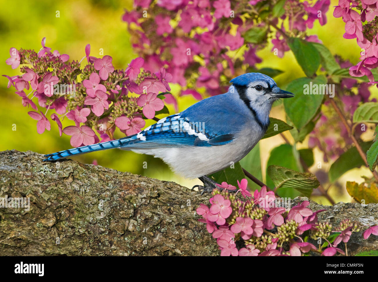 Blue Jay in backyard garden in autumn, Nova Scotia Stock Photo - Alamy