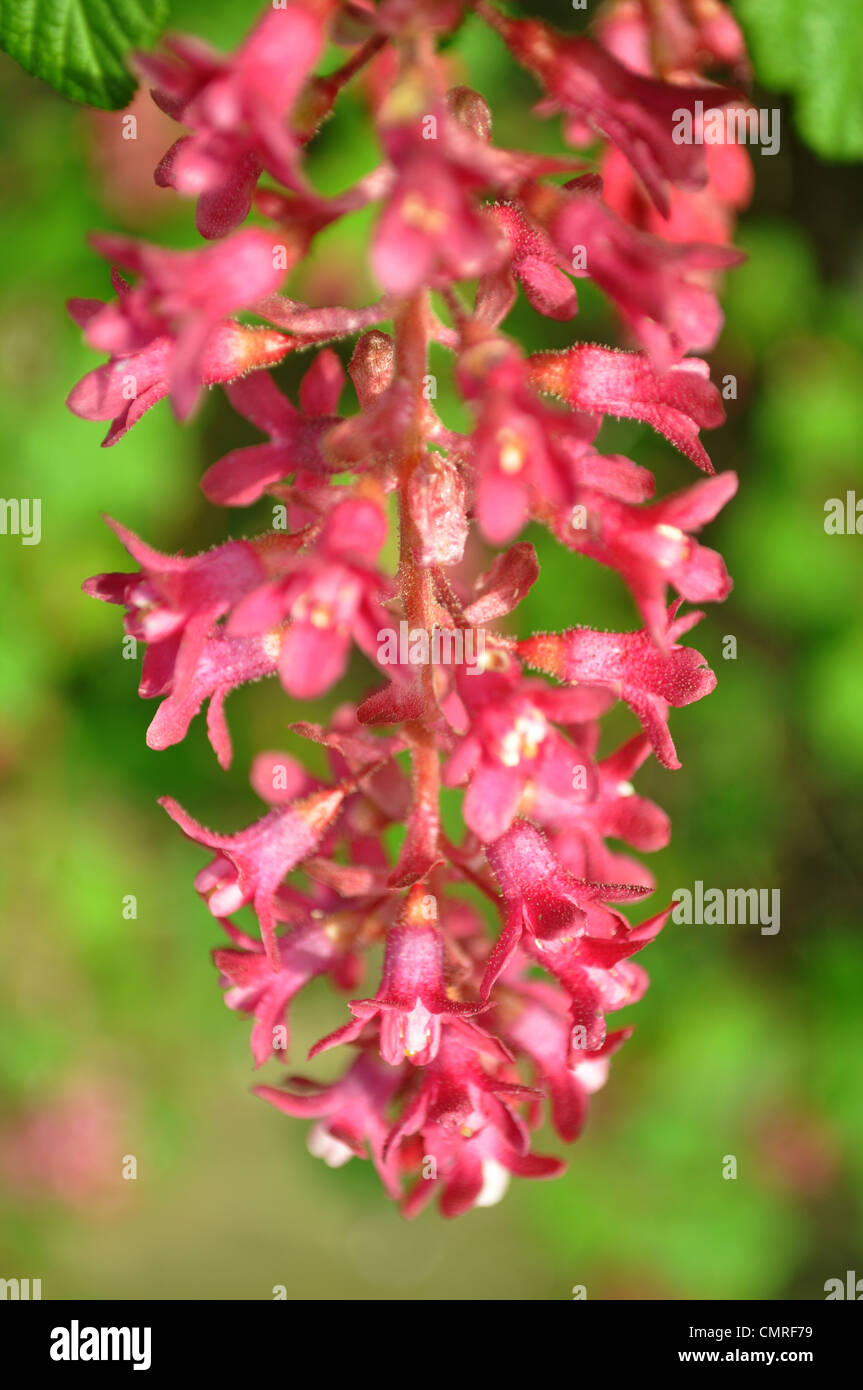 Budding flowers in the spring Stock Photo - Alamy