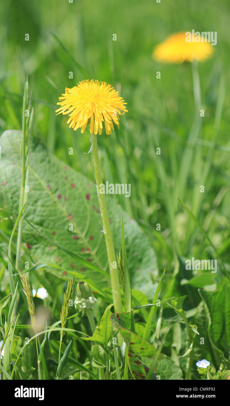 Dandelion life cycle hi-res stock photography and images - Alamy